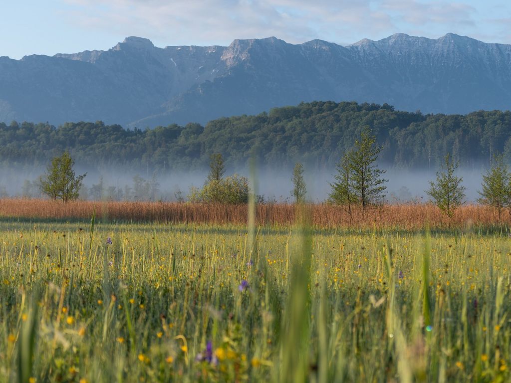 Murnauer Moos: Einzigartiges Naturerlebnis in Bayern